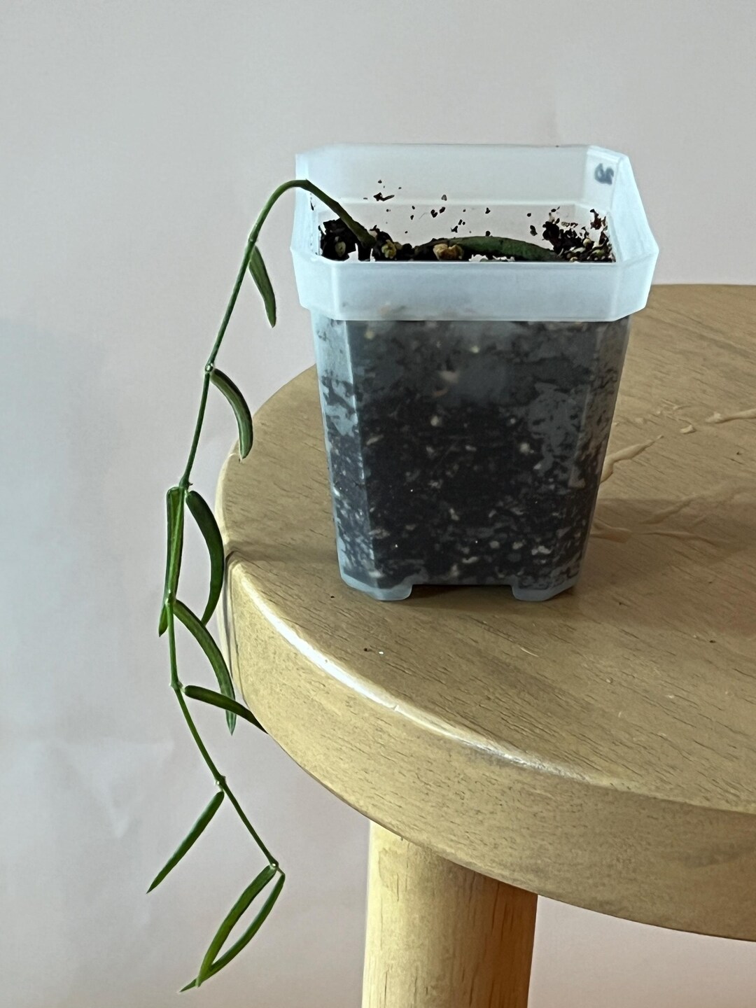 Hoya Linearis Rare Fully Rooted Trailing Plant in 3 Semi-transparent ...