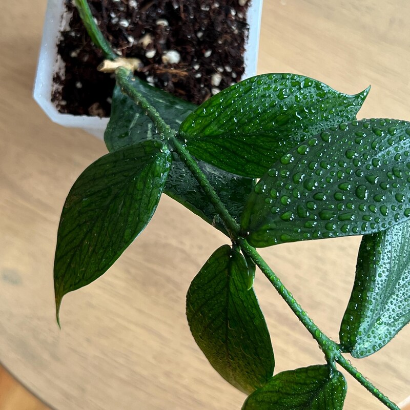 Fishtail Hoya - Etsy