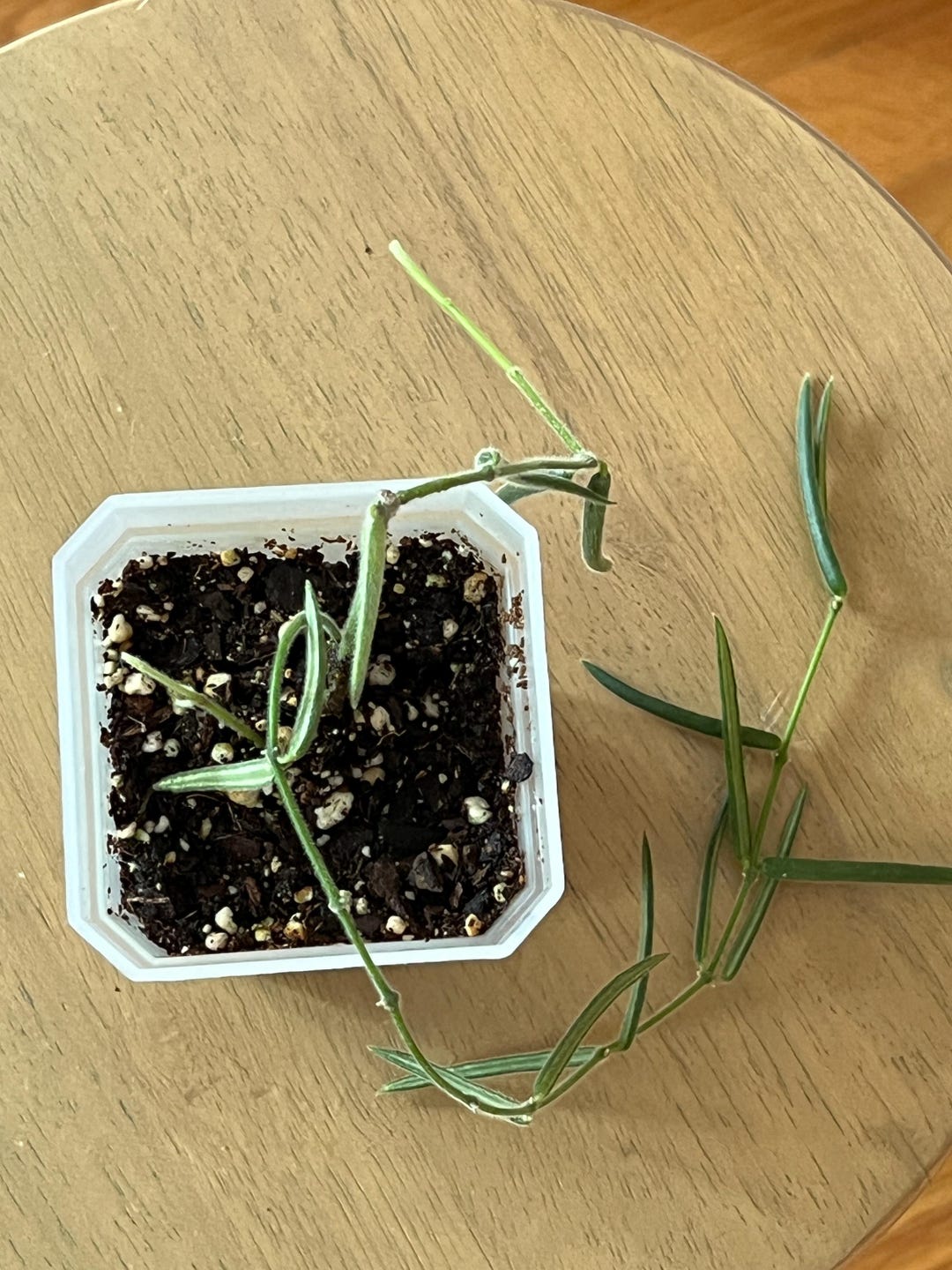 Hoya Linearis Rare Fully Rooted Trailing Plant in 3 Semi-transparent ...