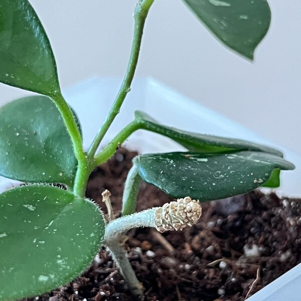 Hoya Mathilde - Etsy