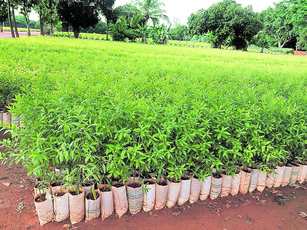 Sandalwood Tree Plantation