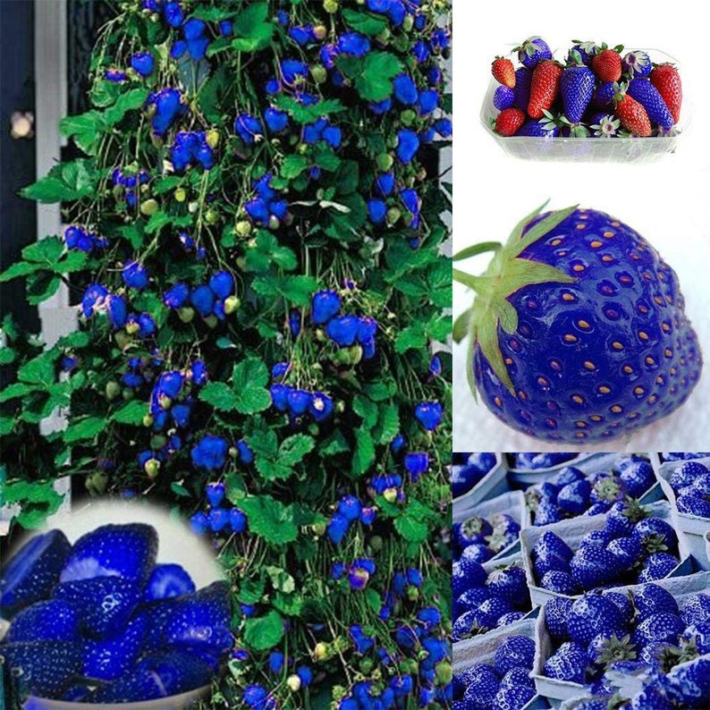 50 PCS Blue Rare Fruits and Vegetables Strawberry Seeds Home - Etsy