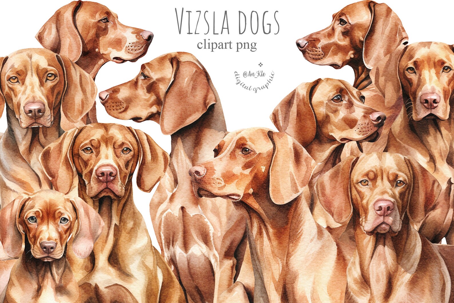Vizsla Dogs Clipart Png Digital Download, Hungarian Pointer Watercolor ...