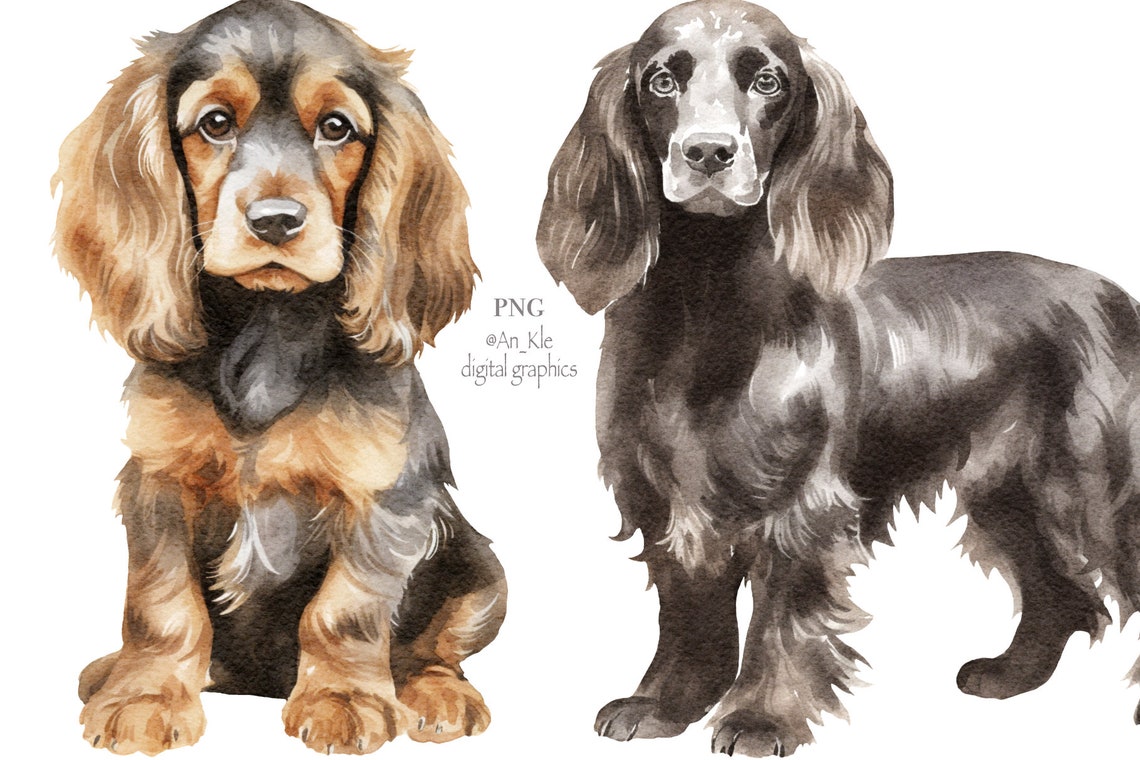 English Cocker Spaniel Clipart Png Digital Download, Watercolor Cocker ...