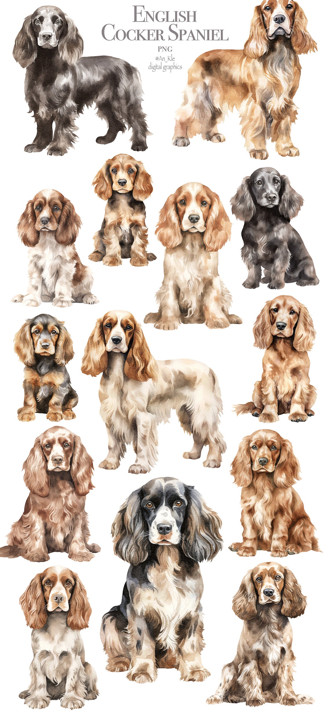 English Cocker Spaniel Clipart Png Digital Download, Watercolor Cocker ...