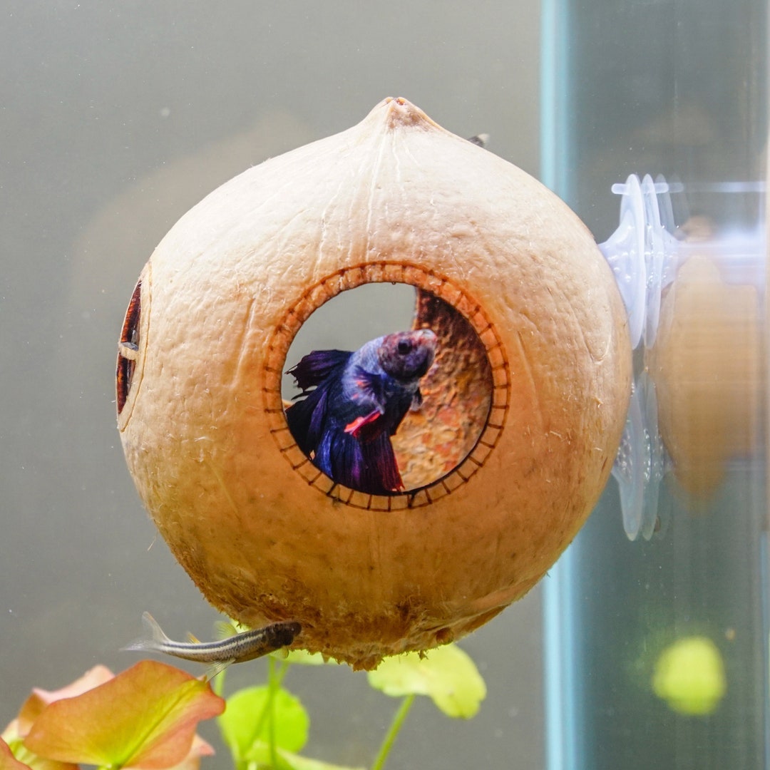 Coconut Shell Cave With Suction Cup Mounted on the Wall of the Tank ...