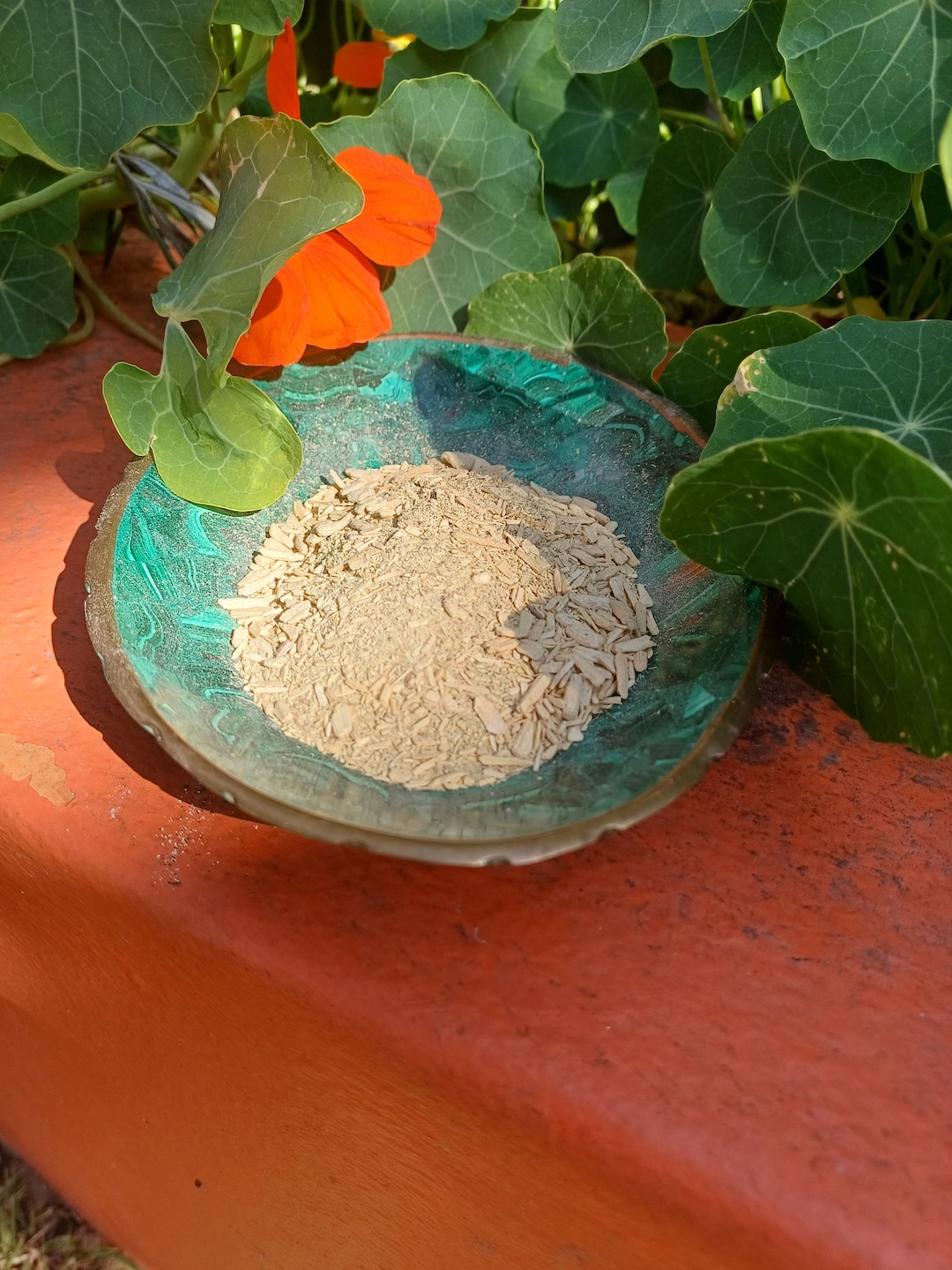 African Dream Root - Silene Capensis 3.52 Ounce 100 Grams. ( the ...