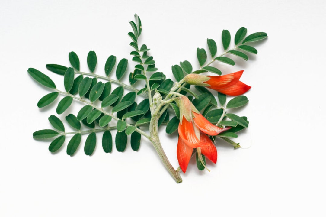 Sutherlandia Frutescens / Cancer Bush 200 Grams, 7.05 Ounce. - Etsy
