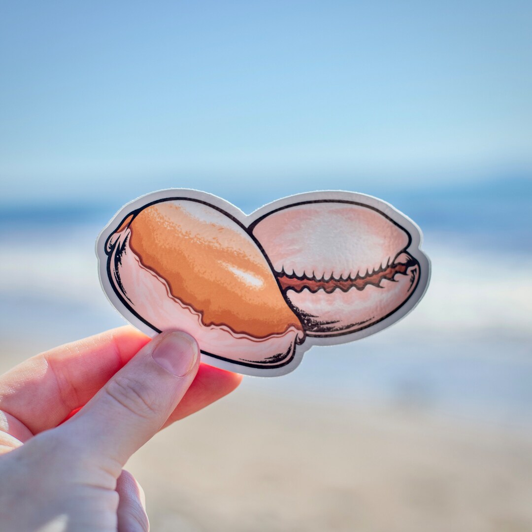 Chestnut Cowrie Shell Vinyl Sticker // Beachcombing, Beach, Shelling ...
