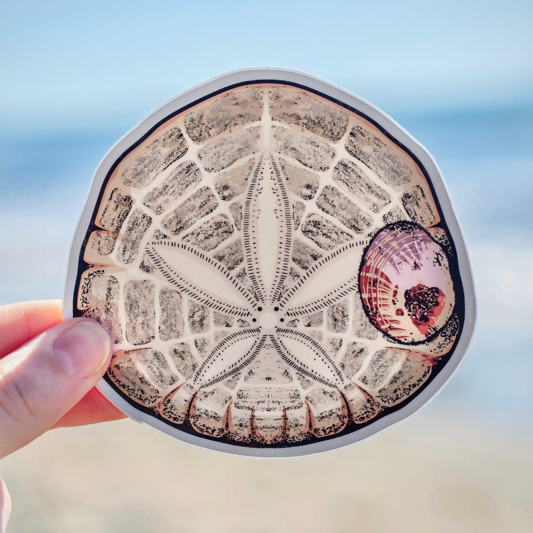 GIANT Sand Dollar Vinyl Sticker: Waterproof Beach Decal - Etsy