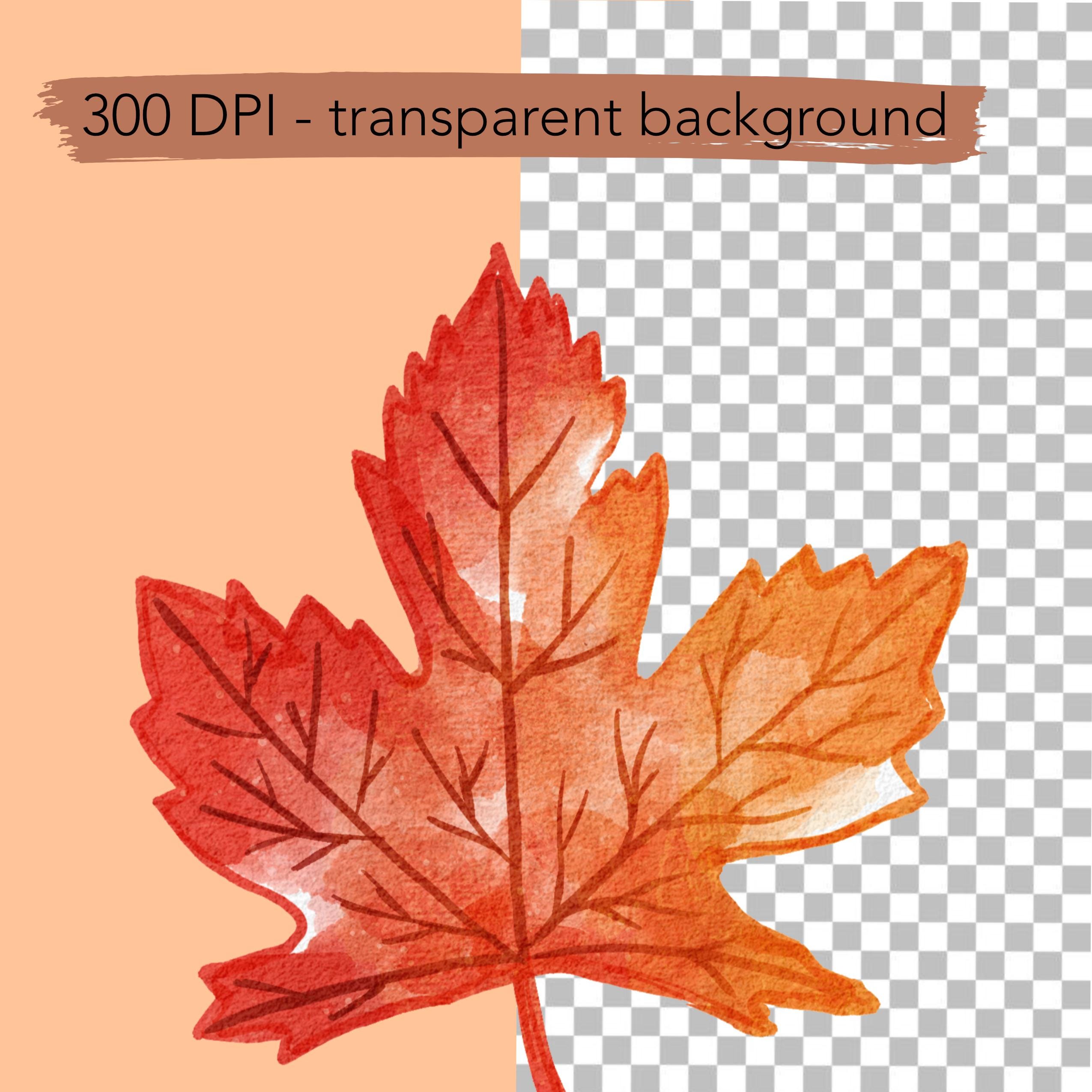 Commercial Use Fall Leaves Clipart Set 300 DPI Transparent Background ...