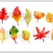 Commercial Use Fall Leaves Clipart Set 300 DPI Transparent Background ...