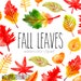 Commercial Use Fall Leaves Clipart Set 300 DPI Transparent Background ...