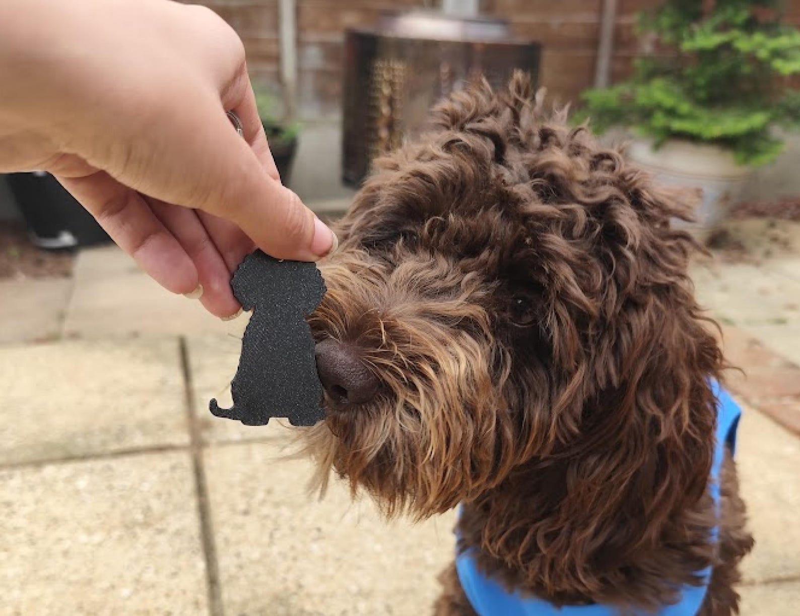 Cockapoo Puppy Silhouettes: SVG PNG Bundle, Commercial License (digital ...