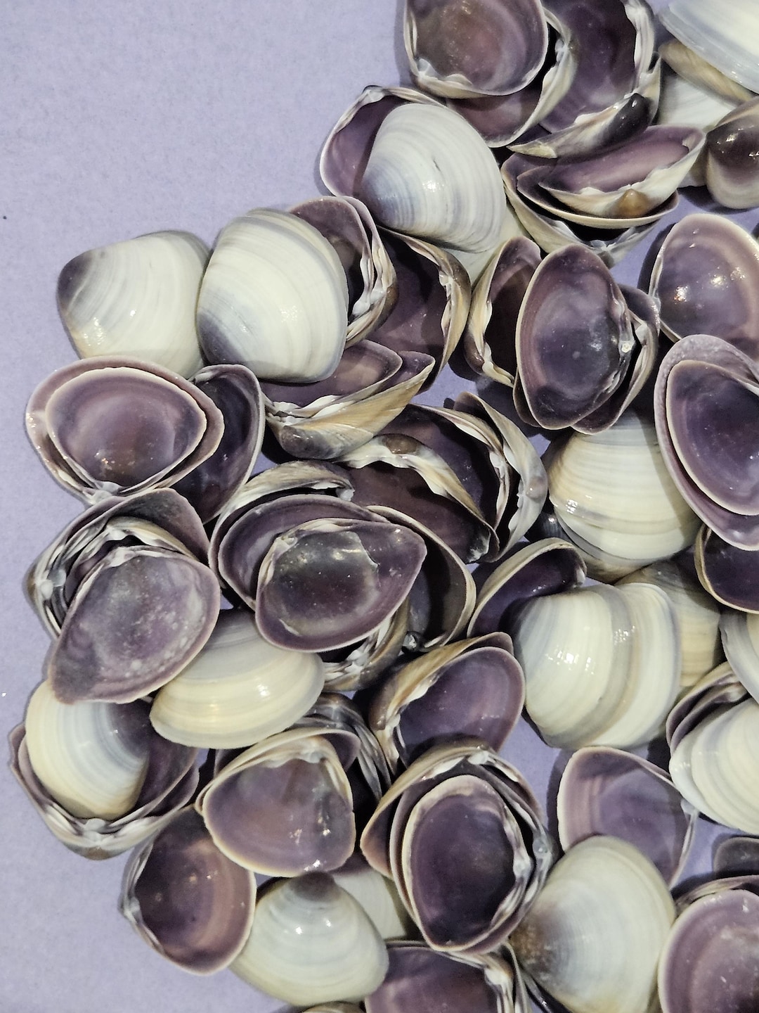 Vintage Purple Baby Clams - Nuttallia Obscurata, Purple Varnish Clam ...