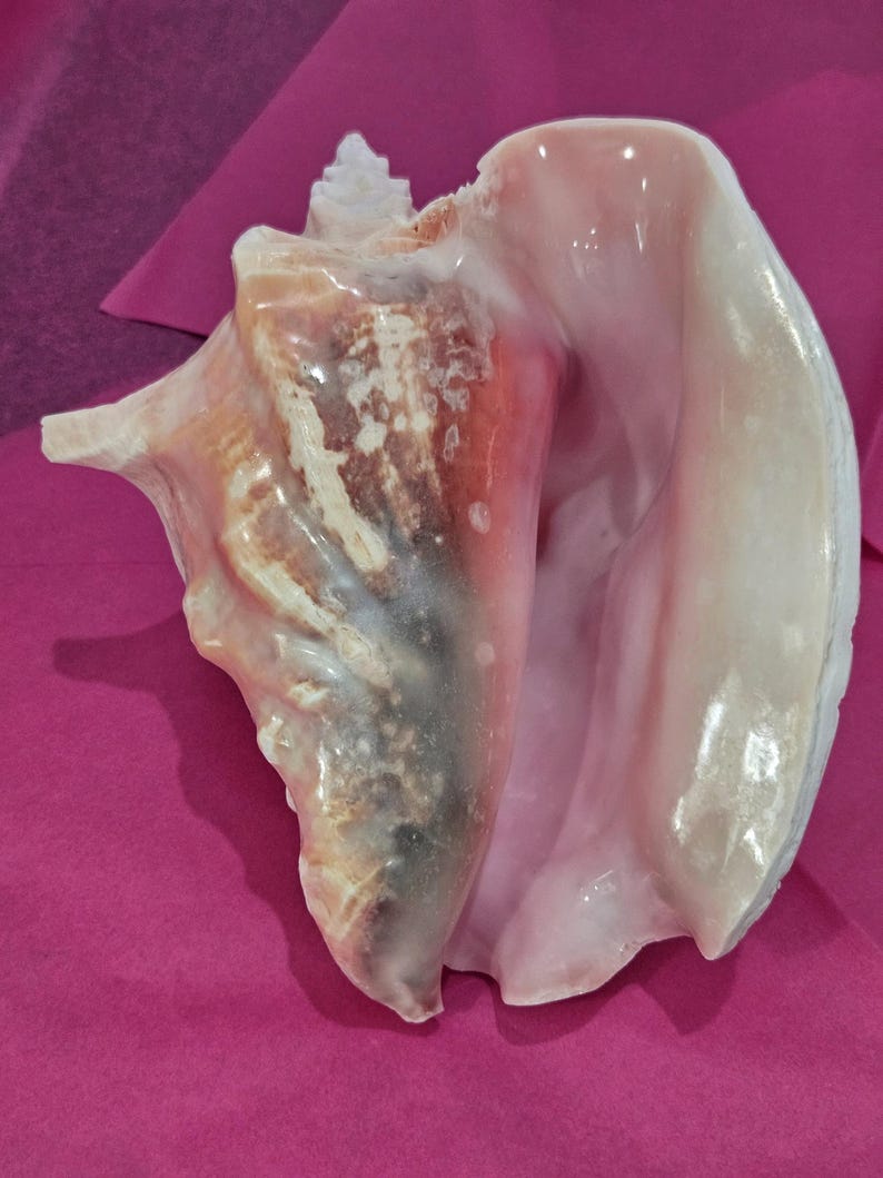 Large Queen Conch Shell - Etsy