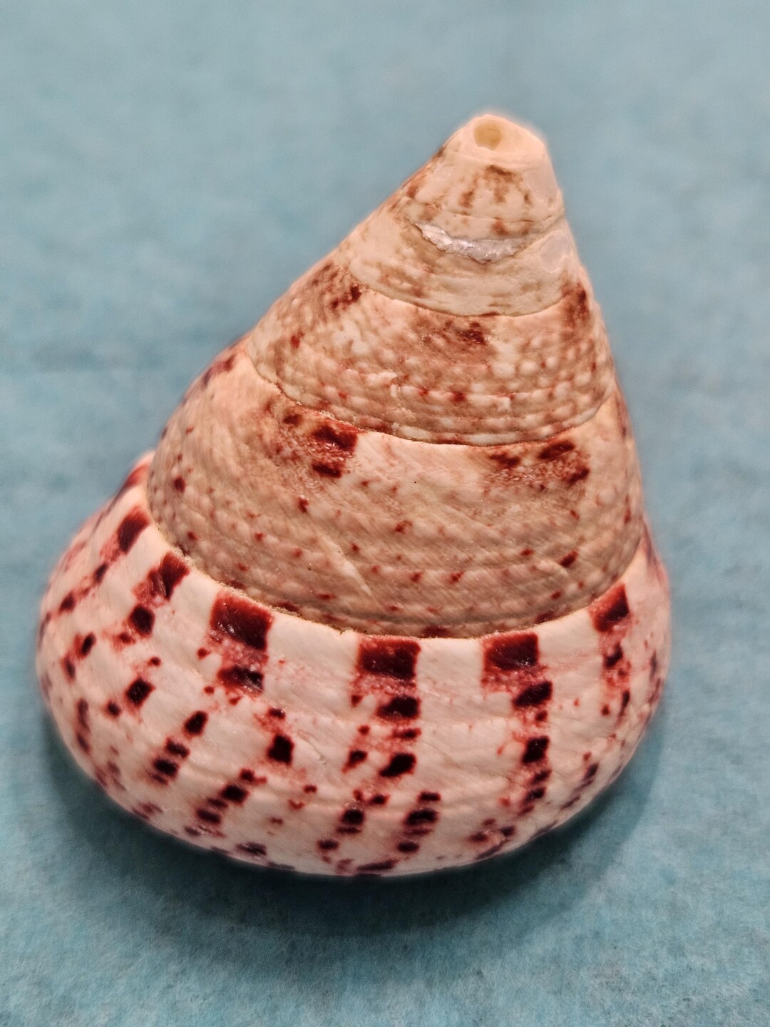 Sea Shell Tops - Various Sizes - Etsy
