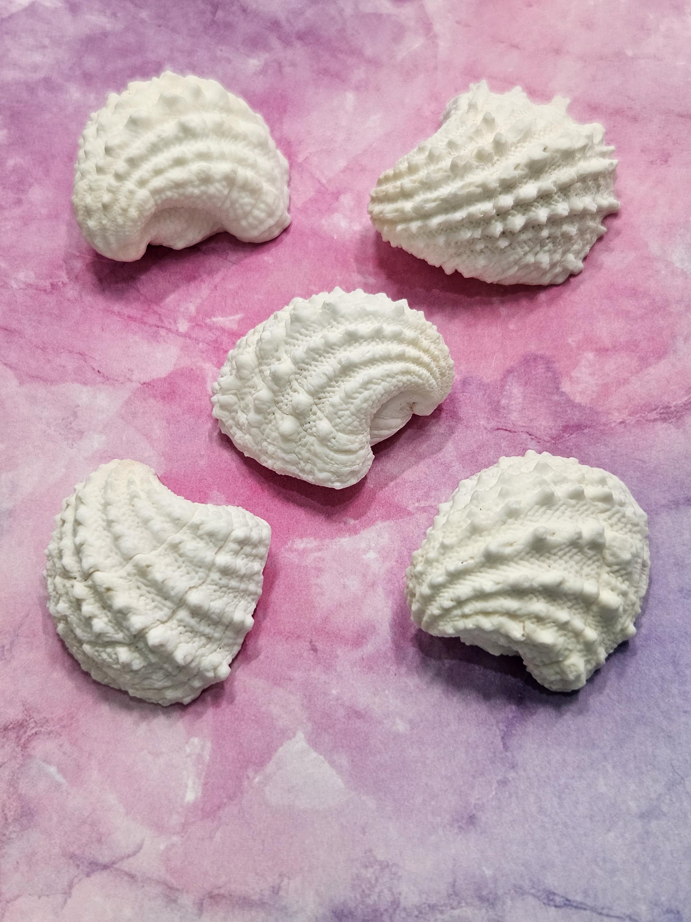 Spiny Jewel Box Shells - Arcinella Cornuta - Etsy
