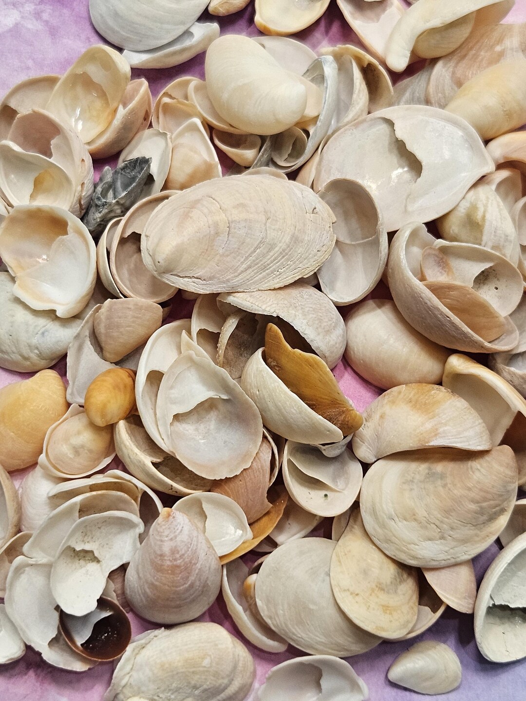 Slipper Shells - Wide Variety - Etsy