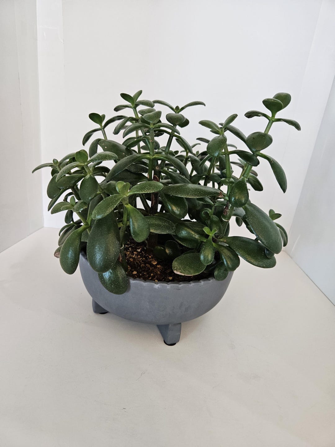 Jade Plants - 2", 3", and 4" Pots - Etsy