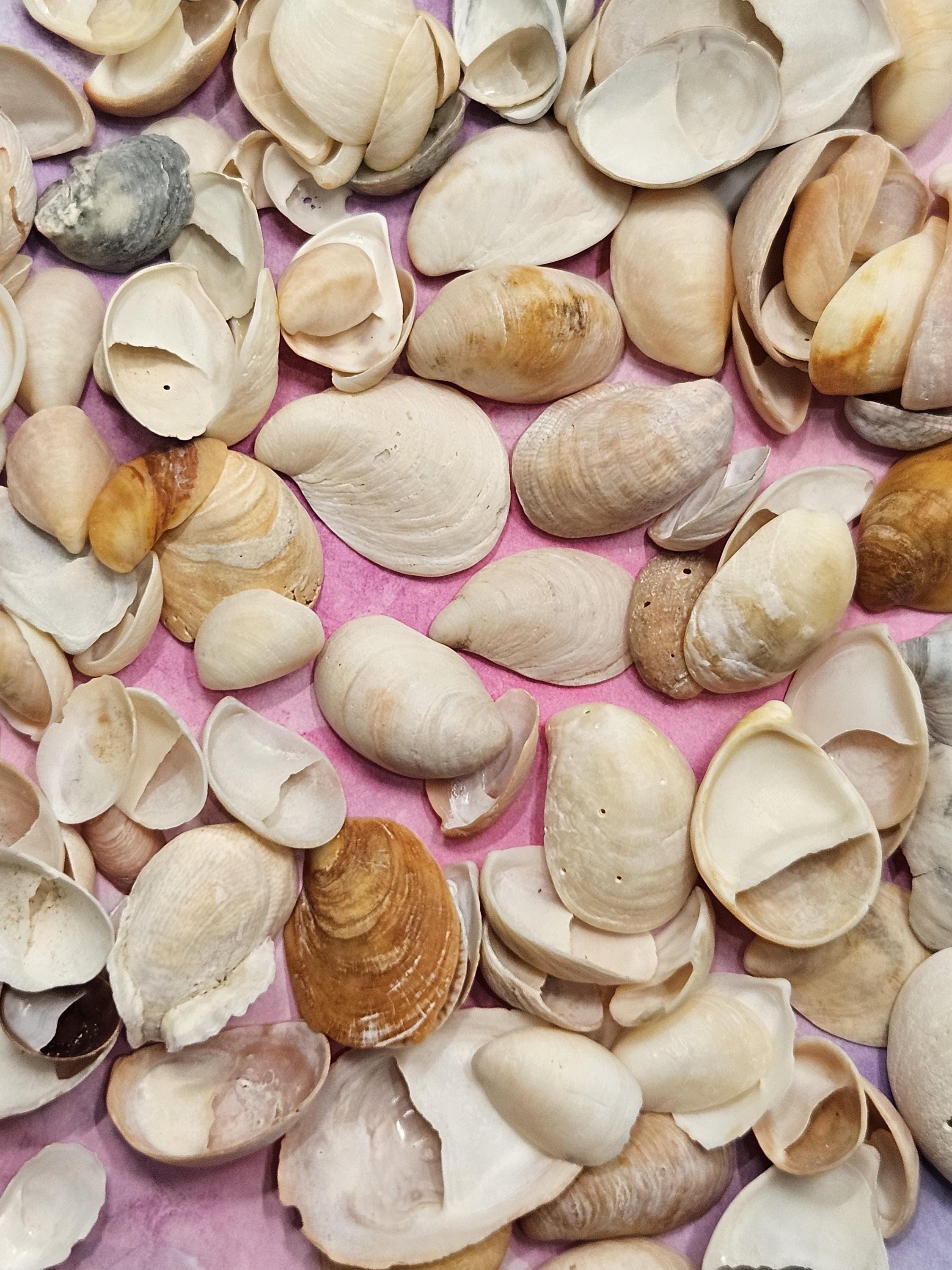 Vintage Slipper Shells - Wide Variety - Personal Collection - Etsy