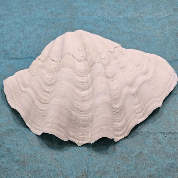 Clam Shell Planter - Etsy