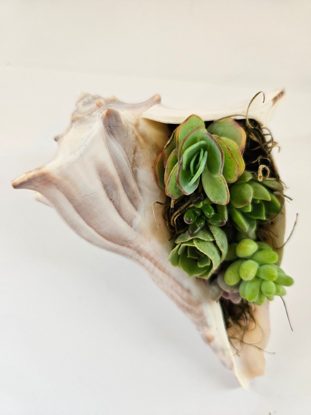 Whelk Bouquets - Medium Shell - Etsy