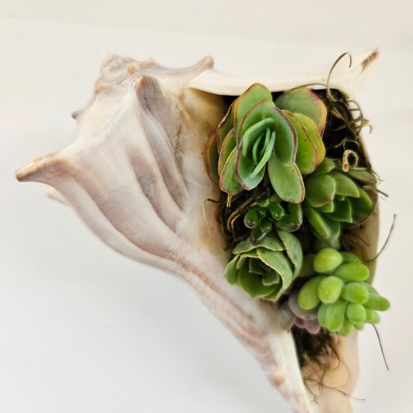 Shell Bouquet - Etsy