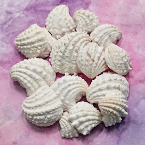 Spiny Jewel Box Shells - Arcinella Cornuta - Etsy