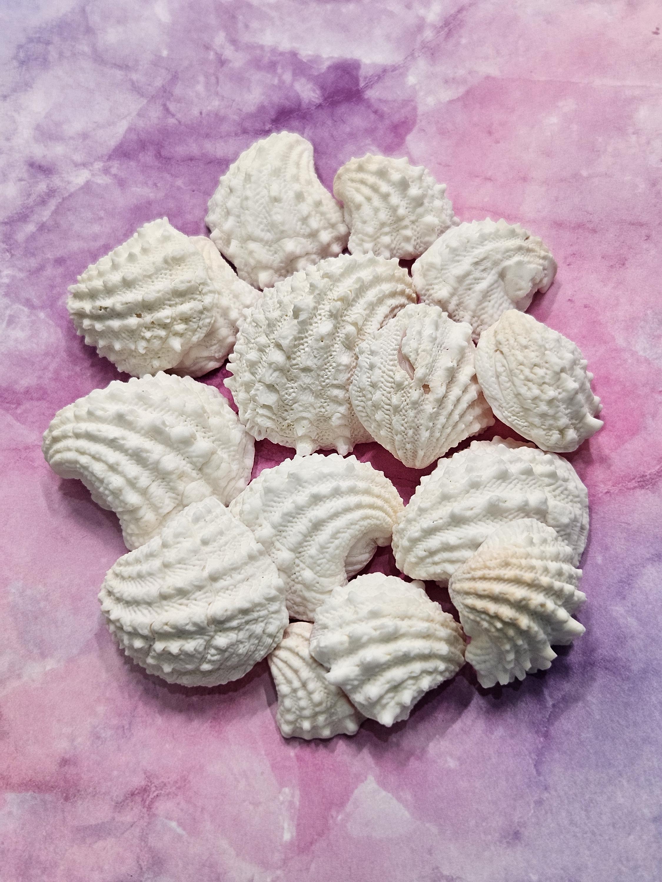 Spiny Jewel Box Shells - Arcinella Cornuta - Etsy