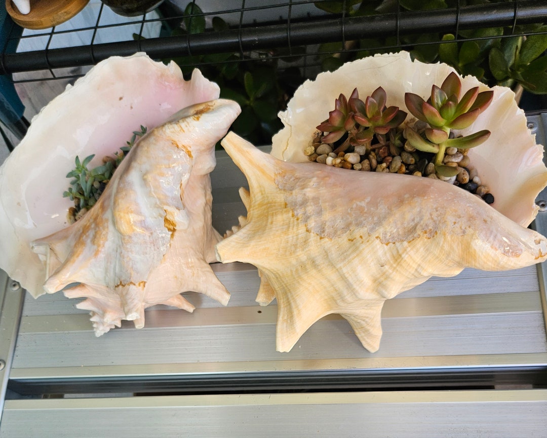 Succulents in Queen Conch Planter - Etsy
