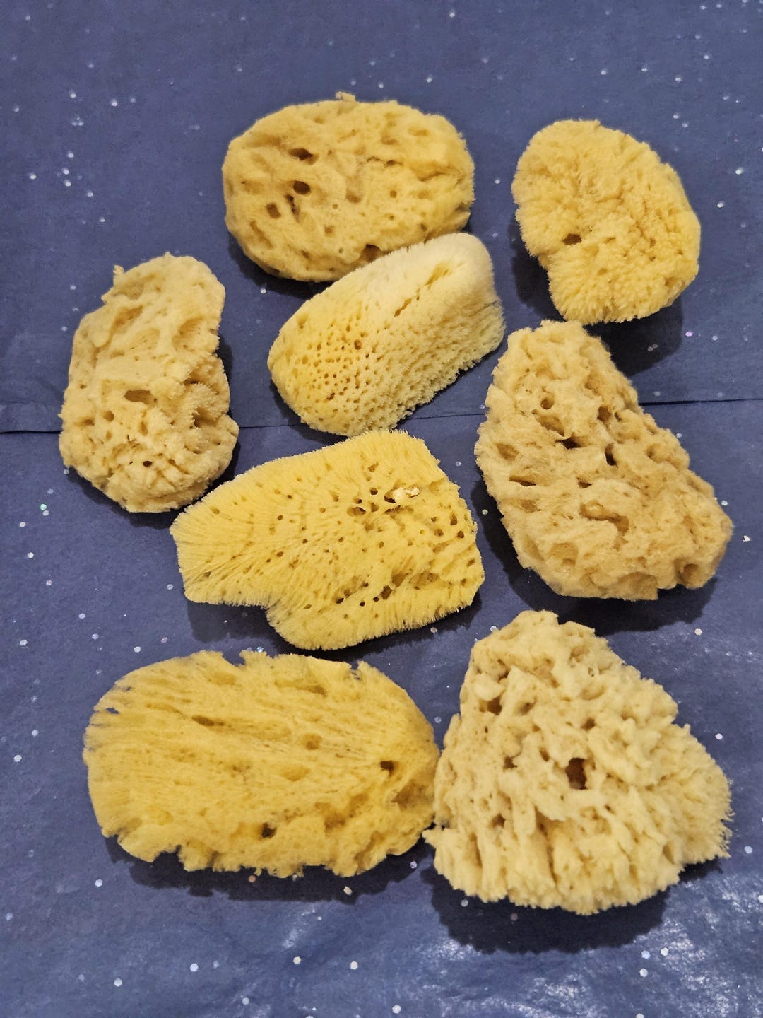 Natural Sea Sponges - Phylum Porifera - 2 1/2" to 3" - Etsy