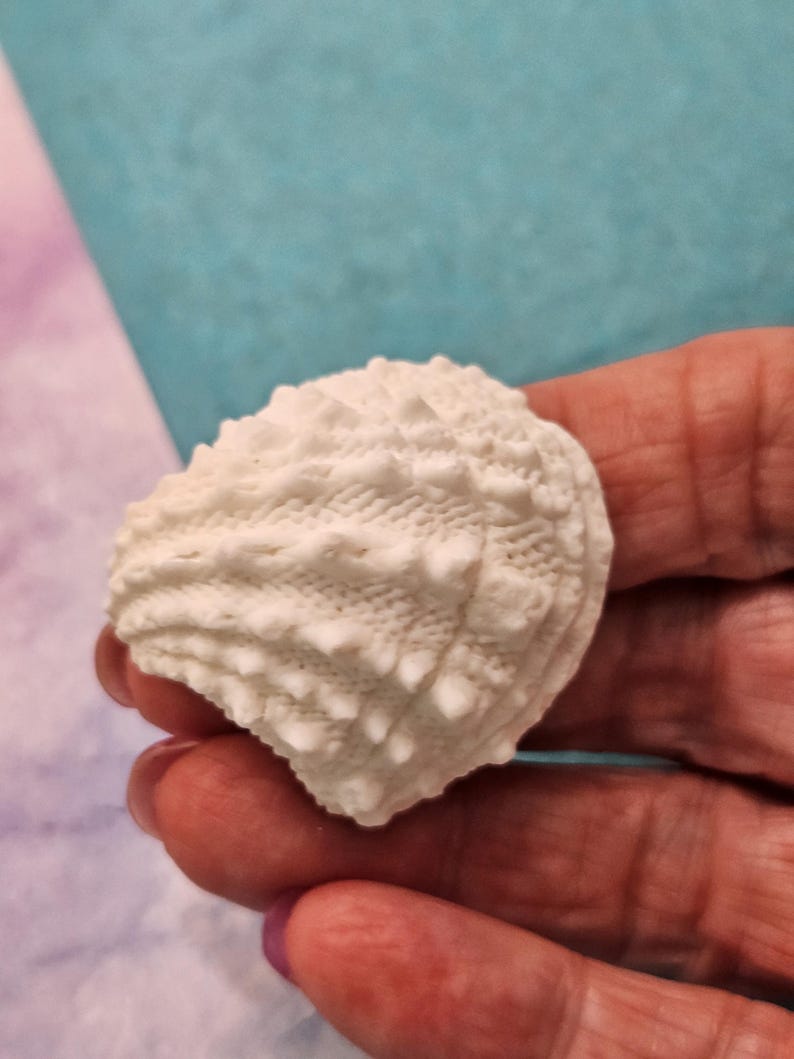 Spiny Jewel Box Shells - Arcinella Cornuta - Etsy