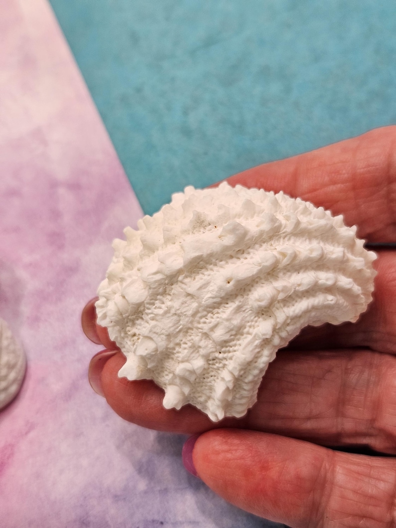 Spiny Jewel Box Shells - Arcinella Cornuta - Etsy