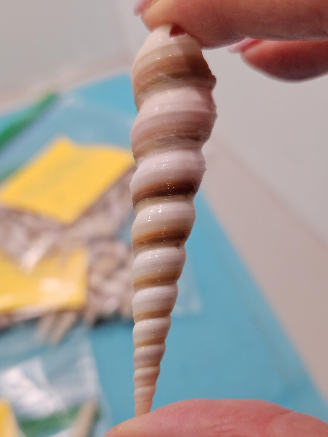 Turret Shells - Turitella - Etsy