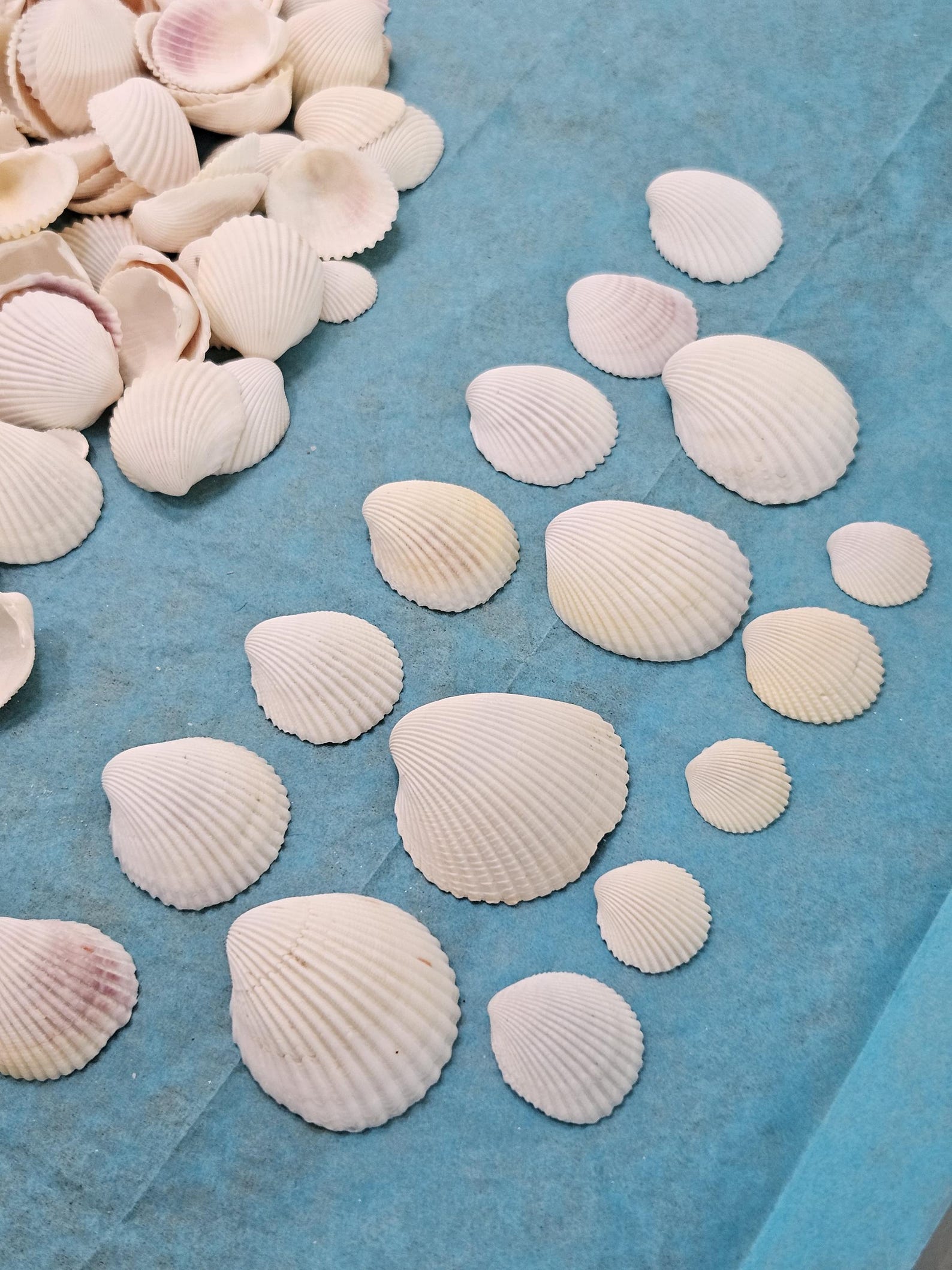Rose Cockle Shells: Coastal Craft Supply - North Carolina Beach Finds ...