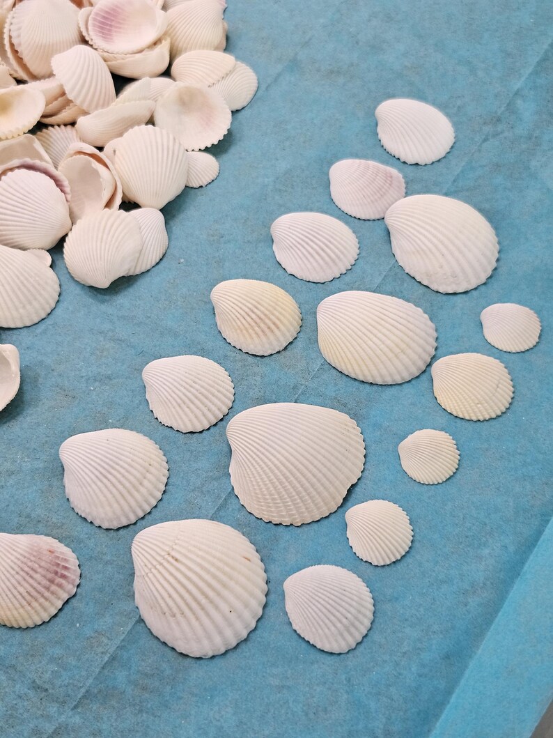 Vintage Rose Cockle Shells – Pink Reverse Sides, North Carolina Beach ...