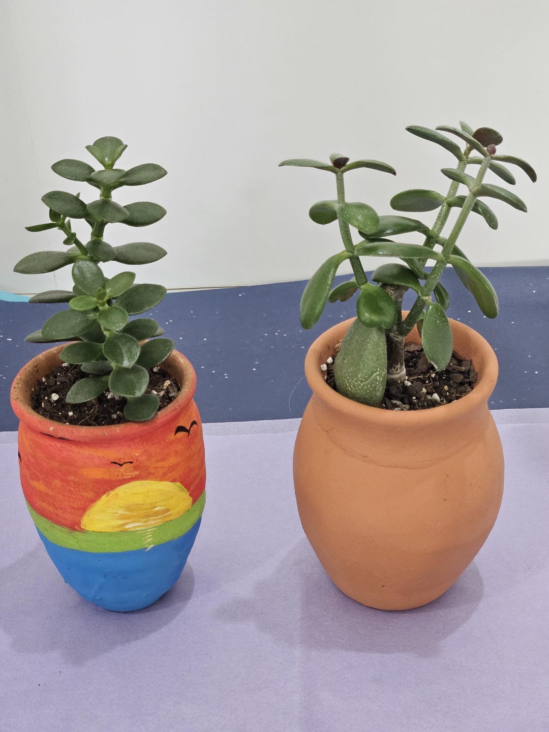 Jade Plants in Handmade Clay Pots - Etsy