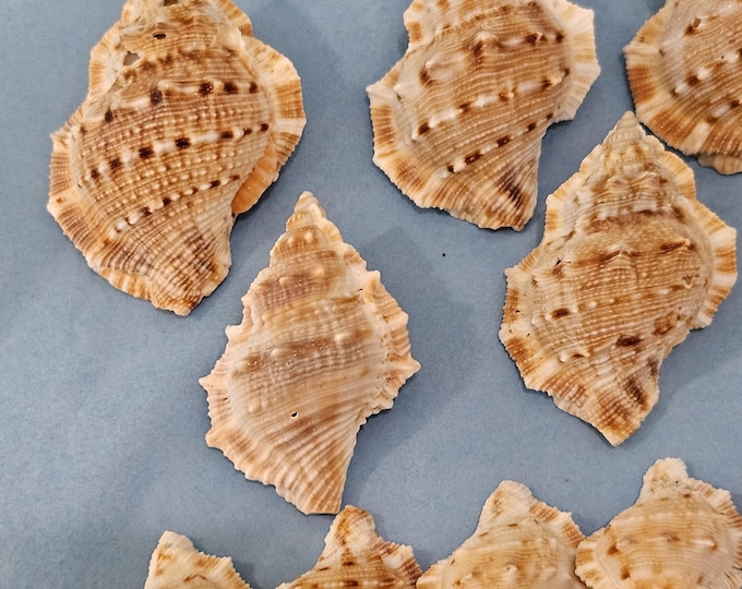 Frog Shells - Bursidae - Etsy