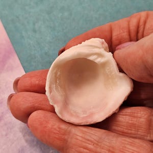 Spiny Jewel Box Shells - Arcinella Cornuta - Etsy