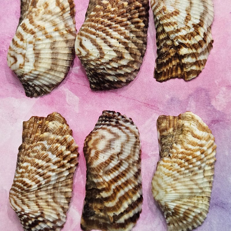 Turkey Wing Shells - Etsy