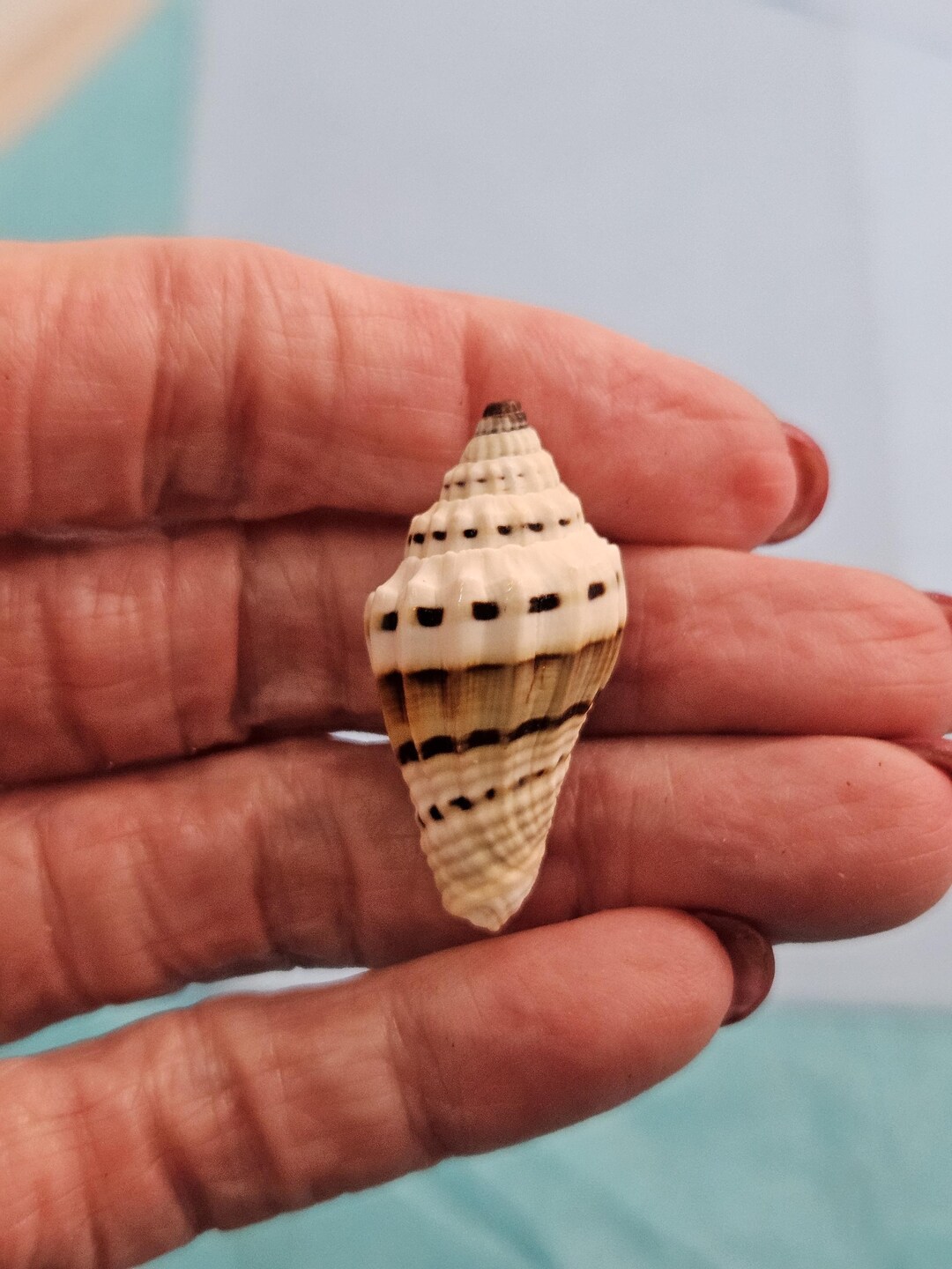Mitra Rugosa Miter Shells - Etsy
