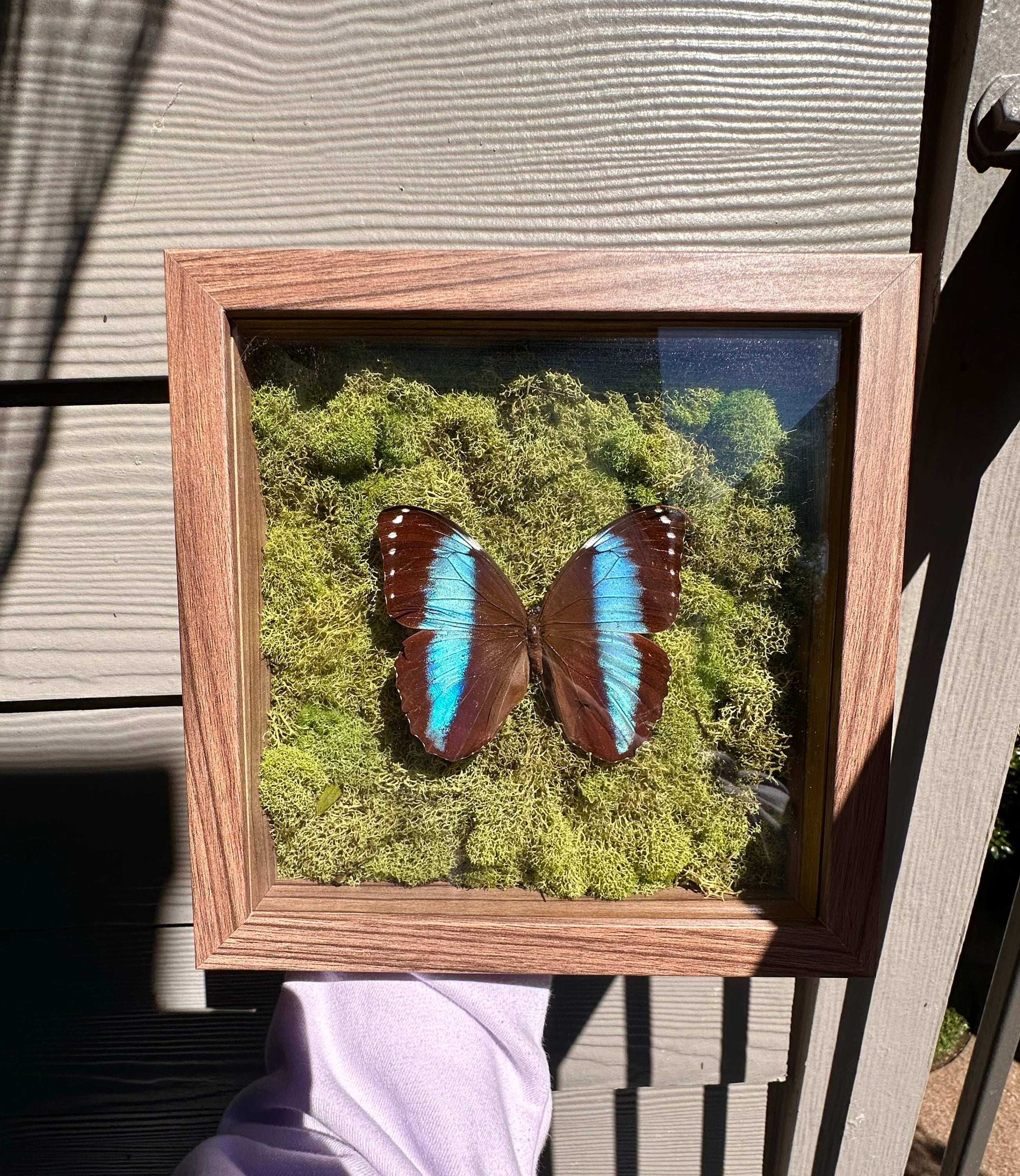 Morpho Achilles in 8x8 Wood Frame - Etsy