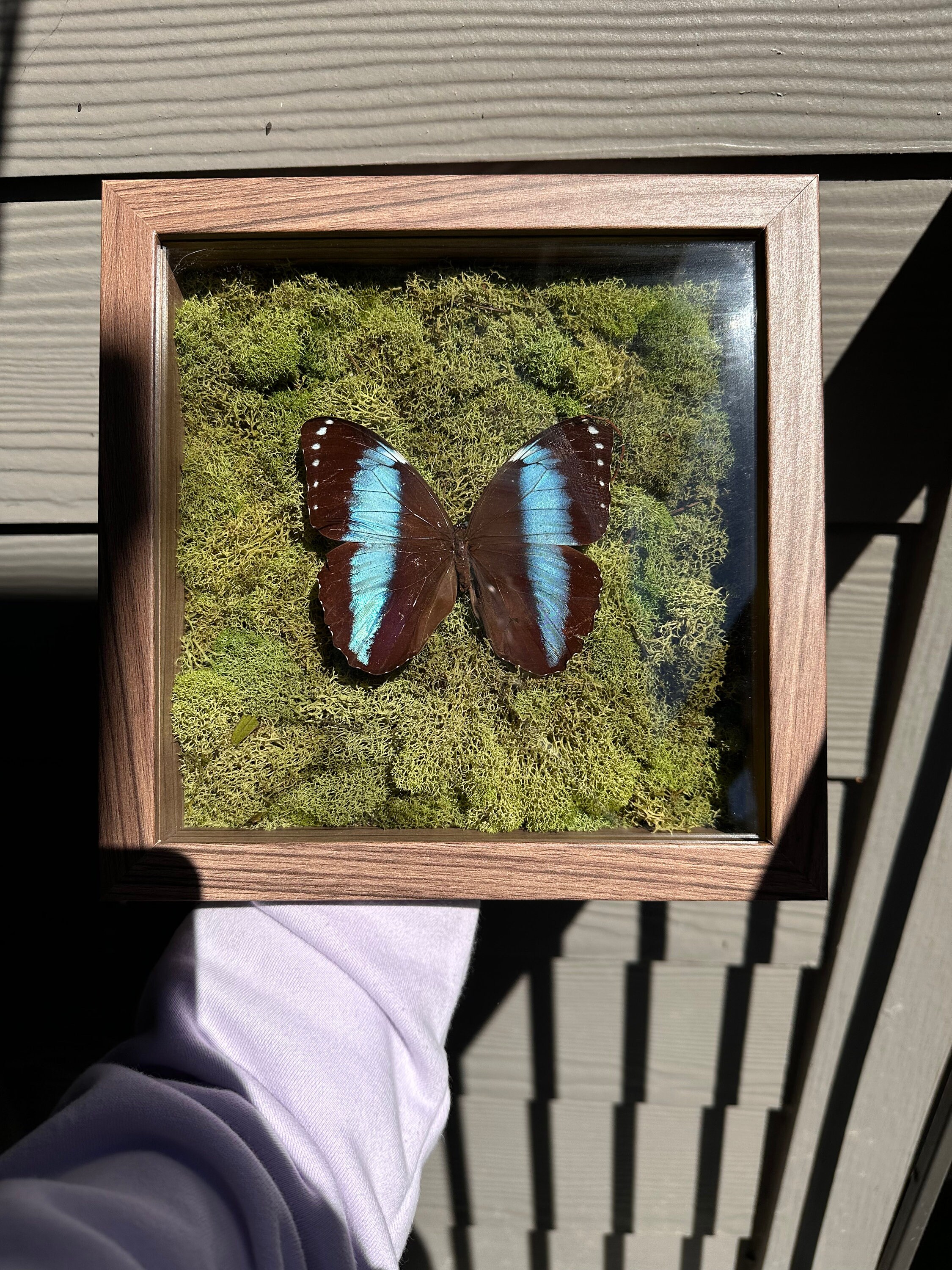 Morpho Achilles in 8x8 Wood Frame - Etsy