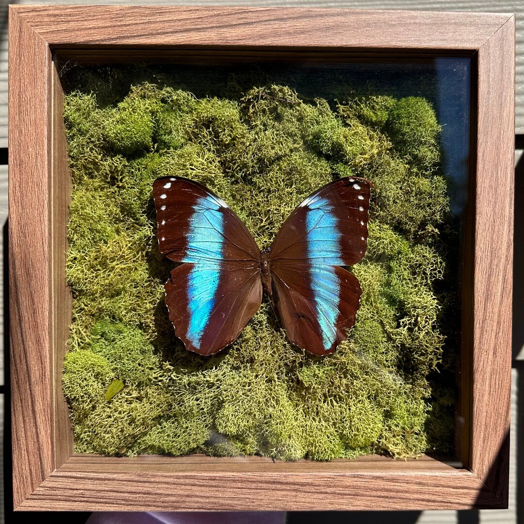 Morpho Achilles in 8x8 Wood Frame - Etsy