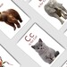 Printable Animal Alphabet Flashcards Preschool Alphabet Flash - Etsy