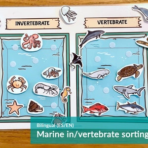 Activity for Sorting Vertebrate and Invertebrate Marine Animals ...