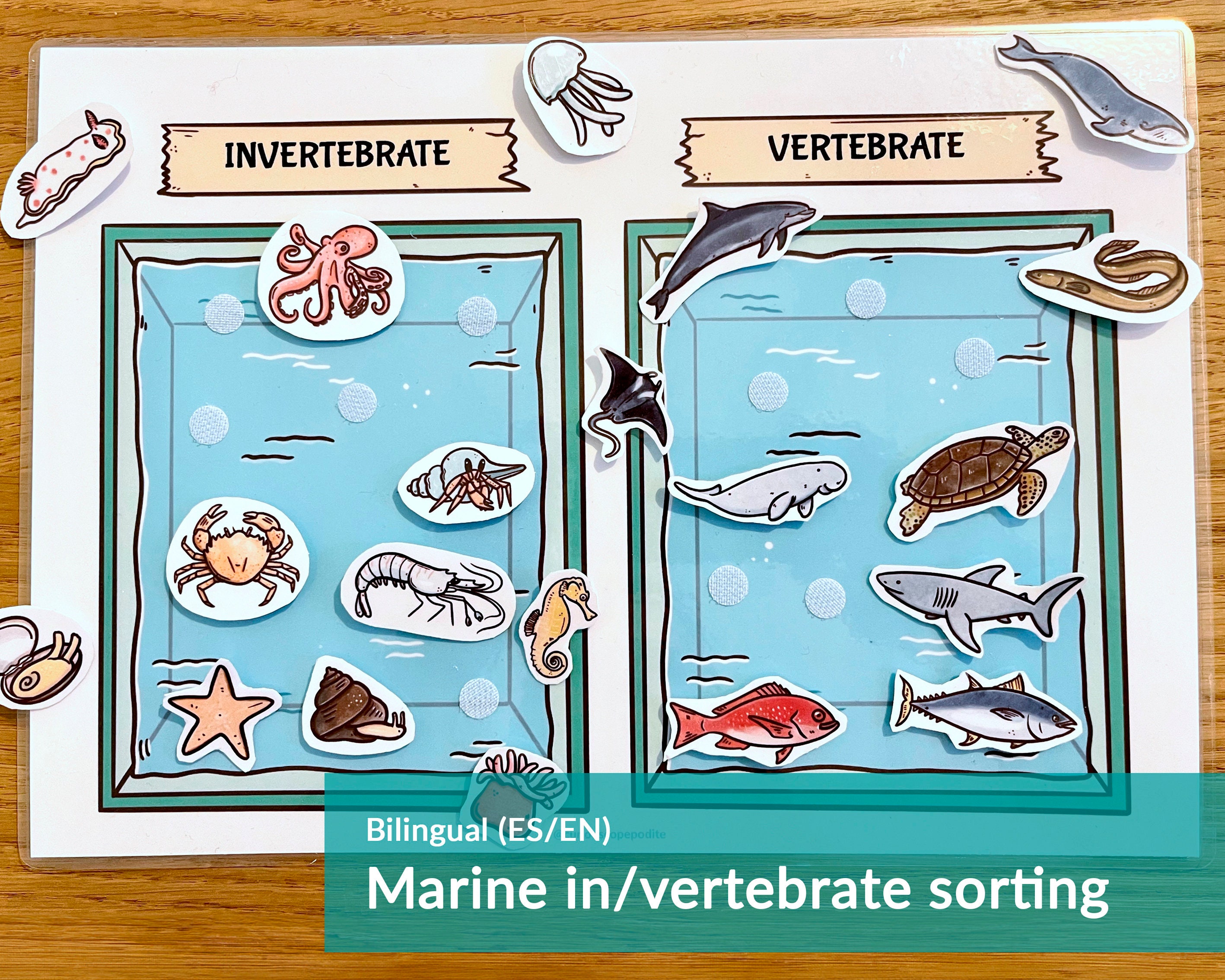 Activity for Sorting Vertebrate and Invertebrate Marine Animals ...