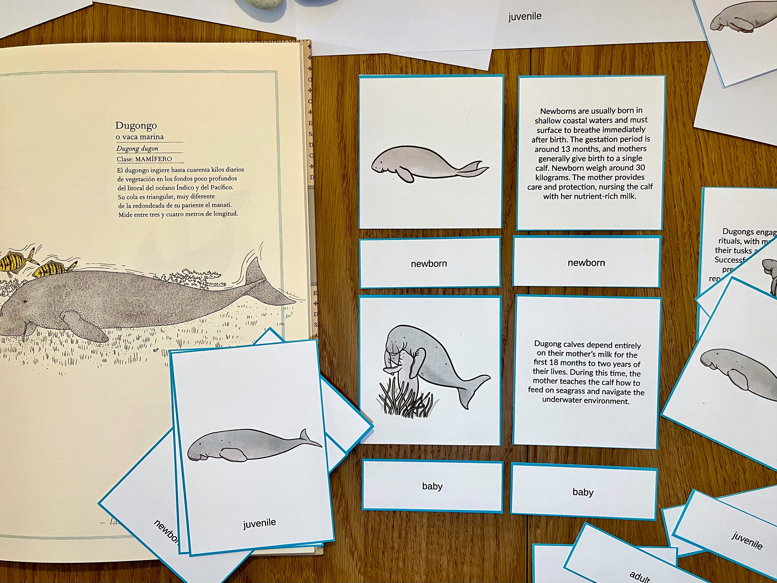 Dugong Unit Study Montessori Bilingual Summer Printables Life Cycle of ...