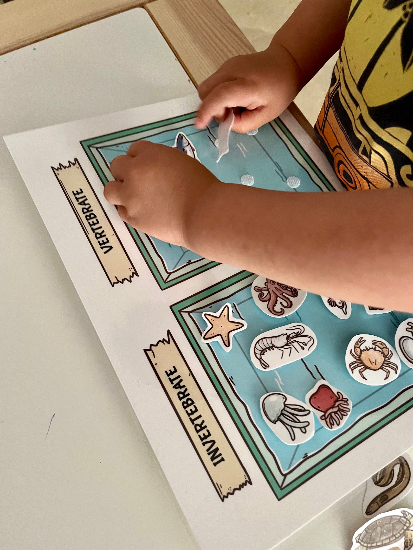 Activity for Sorting Vertebrate and Invertebrate Marine Animals ...